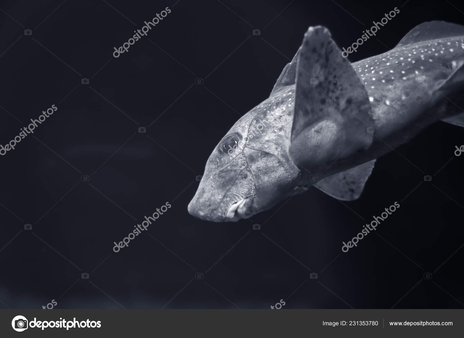 Sea Fish Depth High Iso Photo Converted Black White Toned — Stock Photo ...
