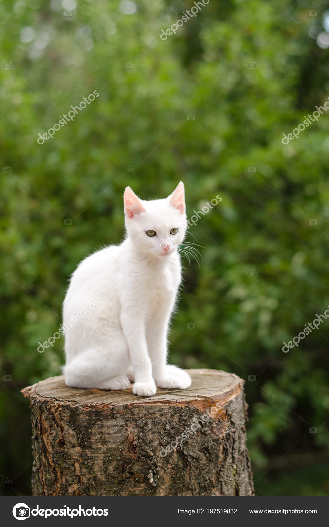 White Cat Sitting
