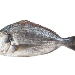 Dorado fish Stock Photo by ©Alexstar 1209846