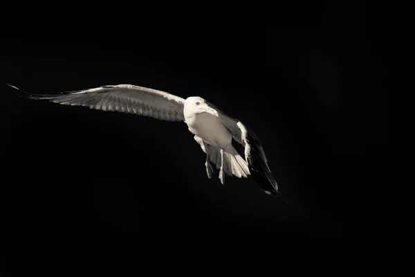 Bird flying in shadow Stock Photos, Royalty Free Bird flying in shadow ...