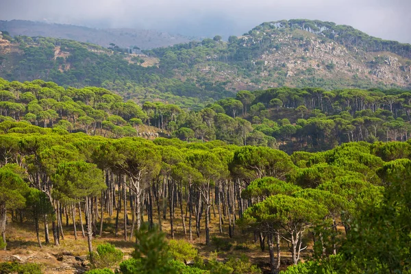 Mediterranean forests Stock Photos, Royalty Free Mediterranean forests Images | Depositphotos
