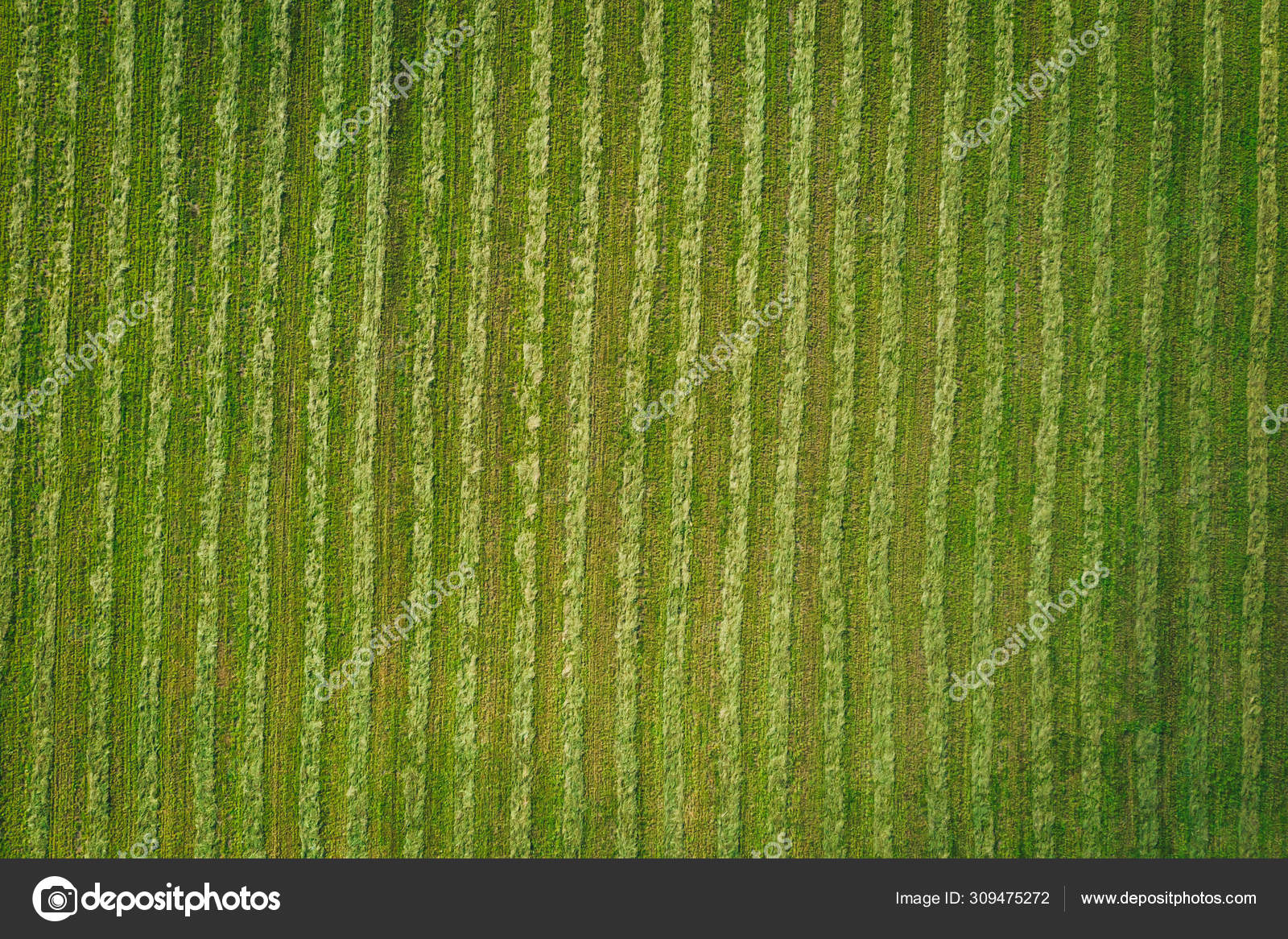 Grass Field Texture Form Green Background Stock Photo by ©Aleksmfoto ...