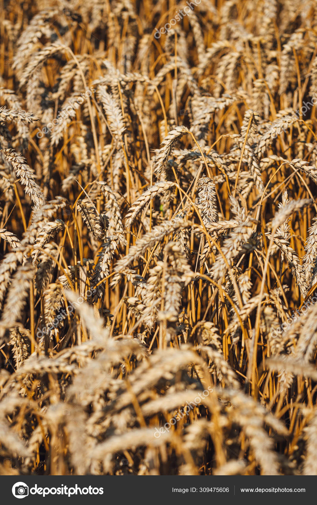 Rye Field Background Yellow Ears Ripe Wheat Summer Field Latvia Stock ...