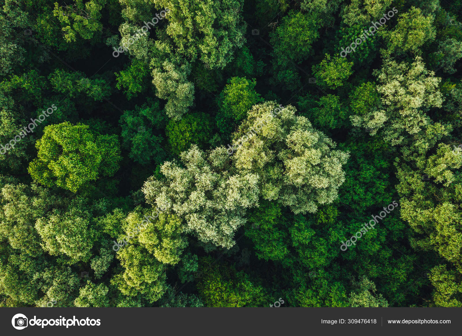 Aerial View Green Forest Trees Sunset Time Nature Texture Background ...