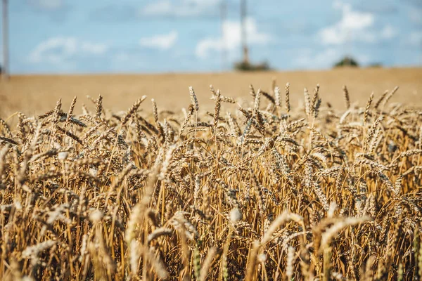 Rye Field Background Yellow Ears Ripe Wheat Summer Field Latvia Stock ...