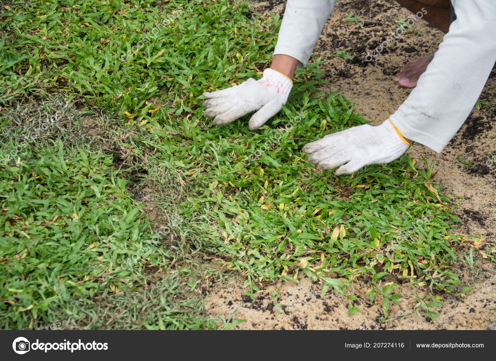 Planting Grass Sheet Ground Installing Natural Grass Turfs — Stock ...