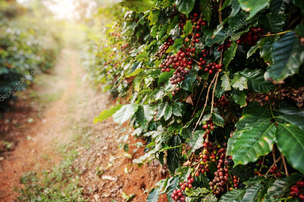 Árbol de café con grano de café árabe fresco en la plantación de café ...