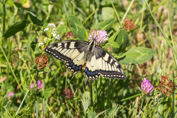 Papillon chevalier images libres de droit, photos de Papillon chevalier ...