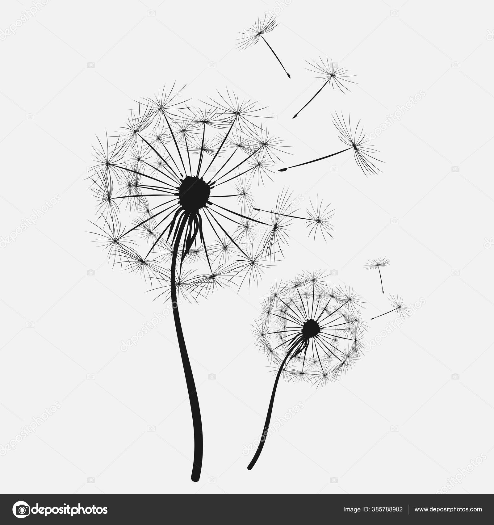 Dandelion Blowing In The Wind Drawing