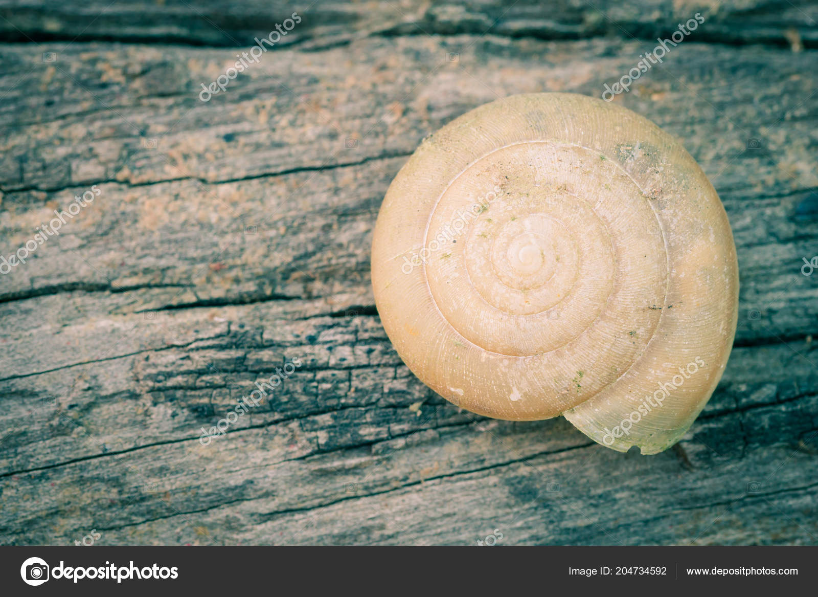 Snail Shell Old Wood Texture Background Snail Shell Right Frame Stock ...