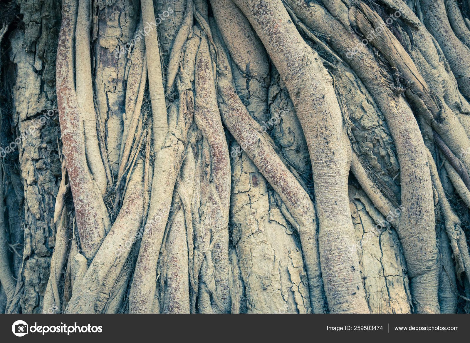Vintage Old Tree Roots Background Wide Angle View Stock Photo by ...