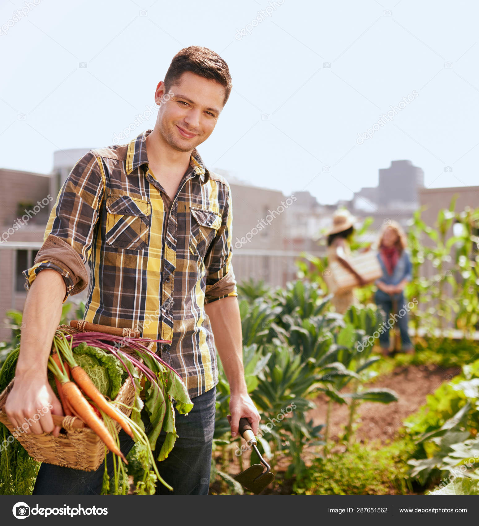 Friendly team harvesting fresh vegetables from the rooftop greenhouse ...