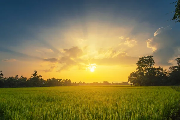 Krásné rýžové pole stock fotografie, royalty free Krásné rýžové pole ...