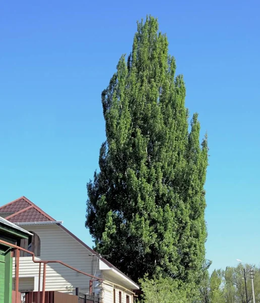 Carrum Stock Photos, Royalty Free Carrum Images | Depositphotos