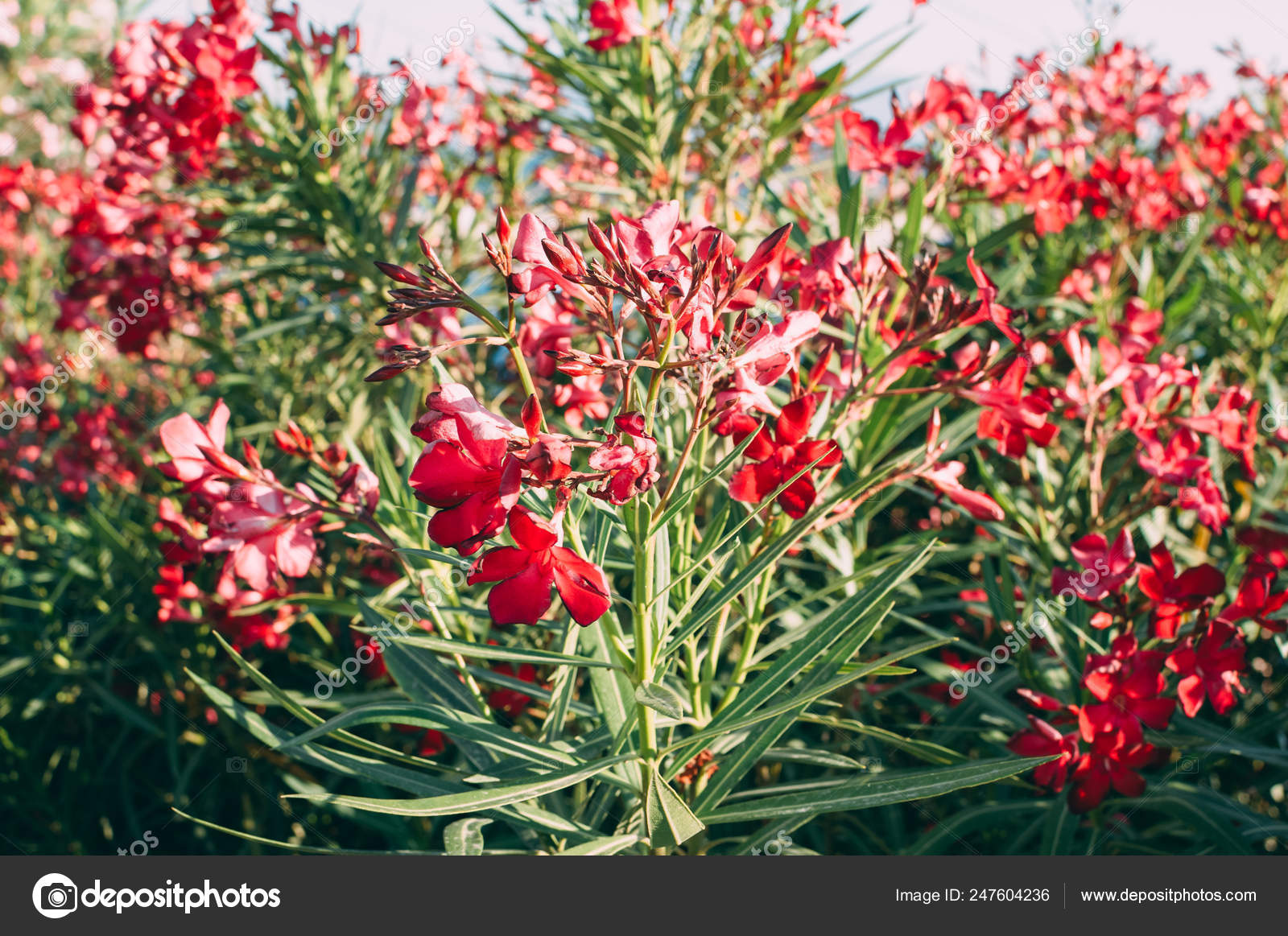 National Flower Of Turkey | Best Flower Site
