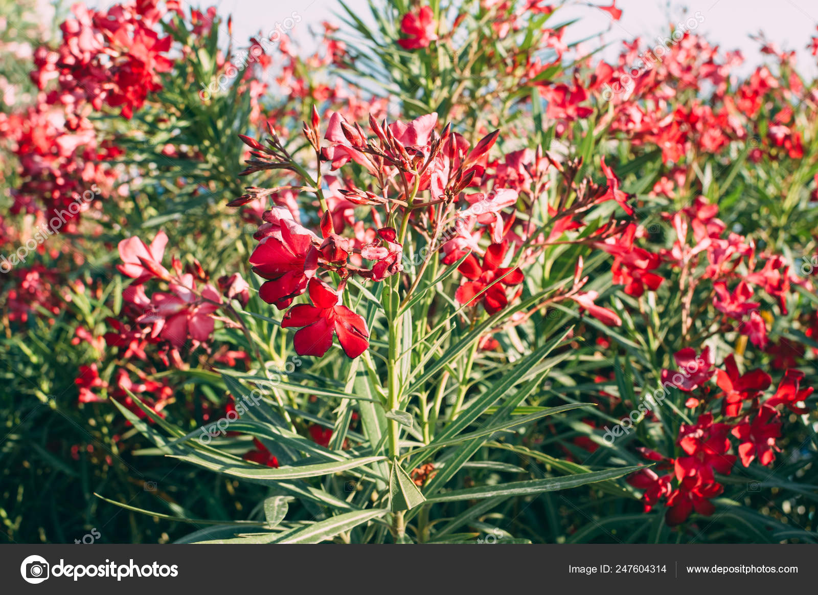 National Flower Of Turkey | Best Flower Site
