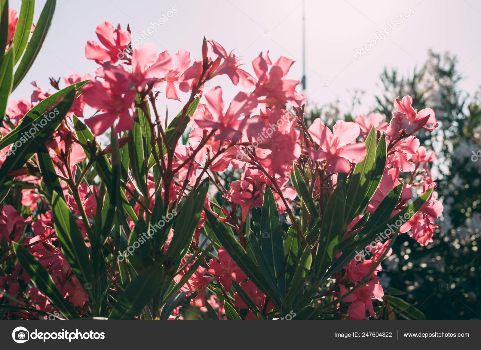 National Flower Of Turkey | Best Flower Site