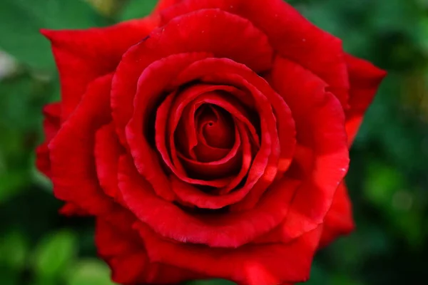 Beautiful full red rose Stock Photos, Royalty Free Beautiful full red ...