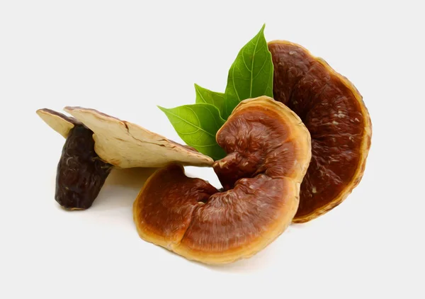 Ganoderma Lucidum Isolated White Background — Stock Photo ...