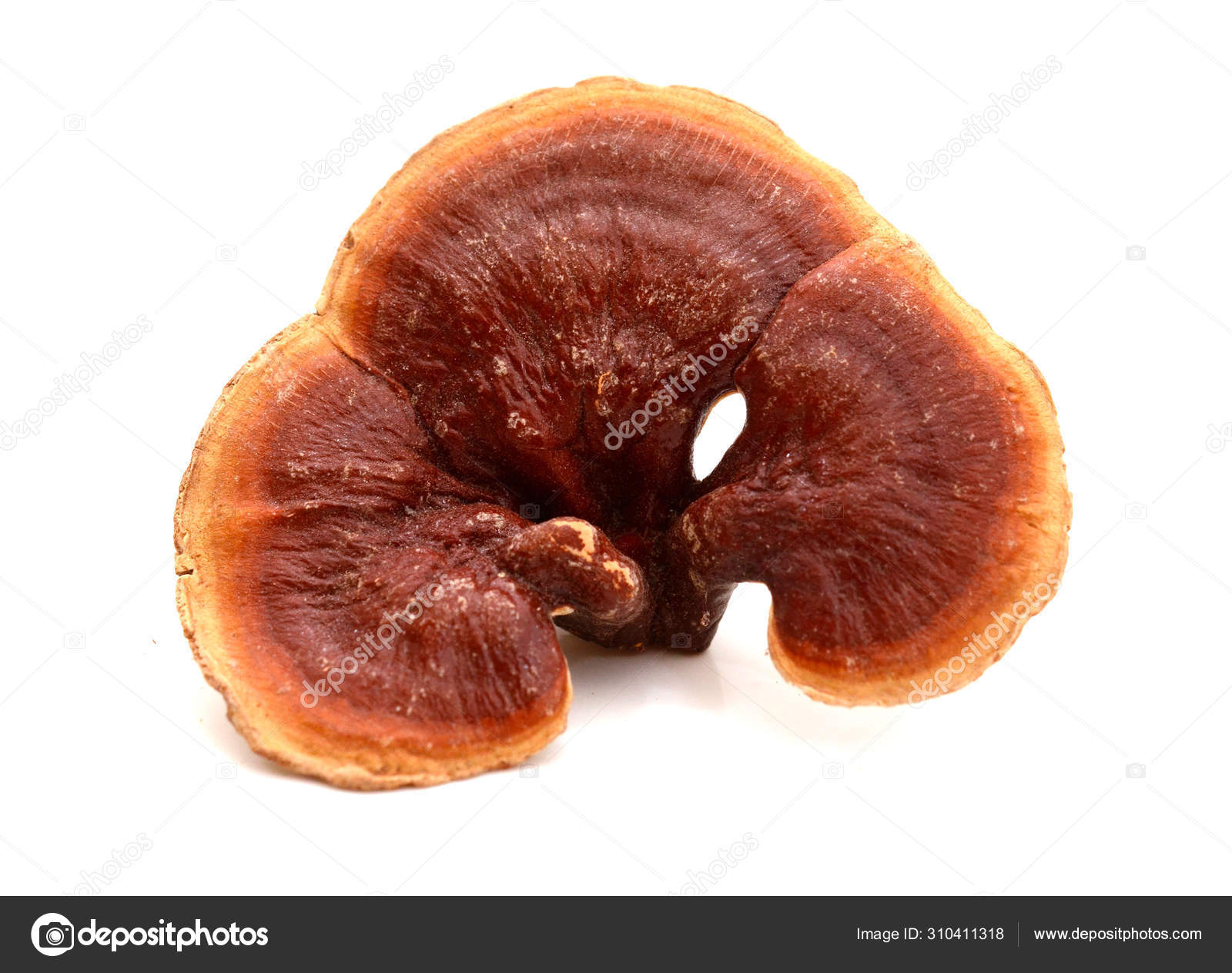 Ganoderma Lucidum Isolated White Background Stock Photo by ...
