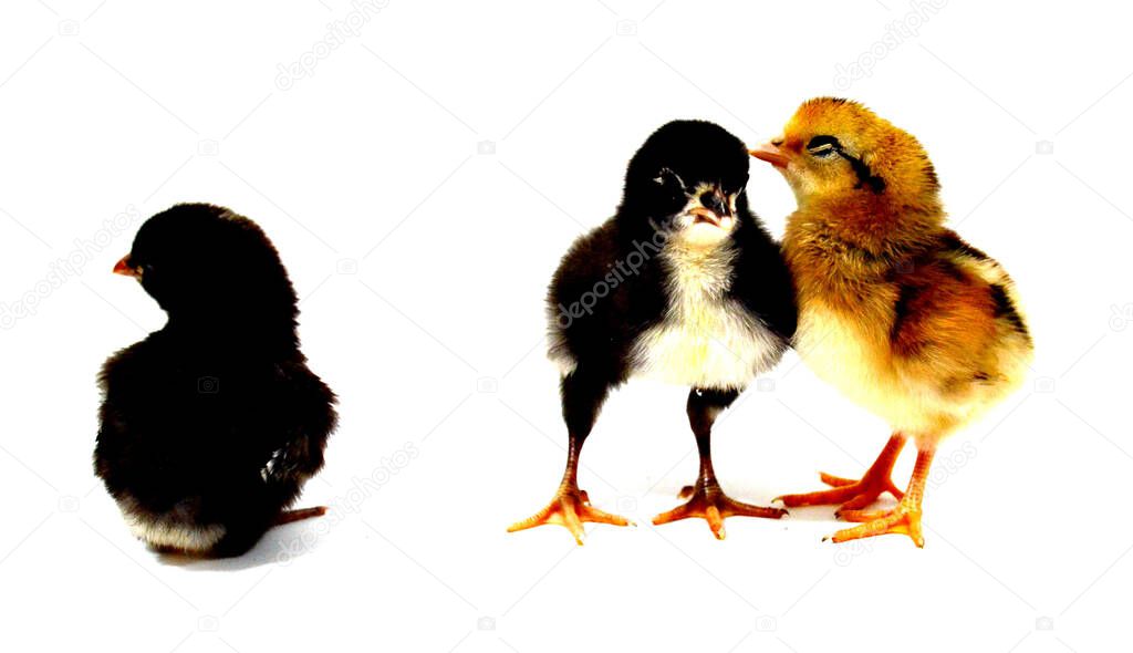 Tres variantes de color de lindos pollos / pollitos franceses de cobre ...