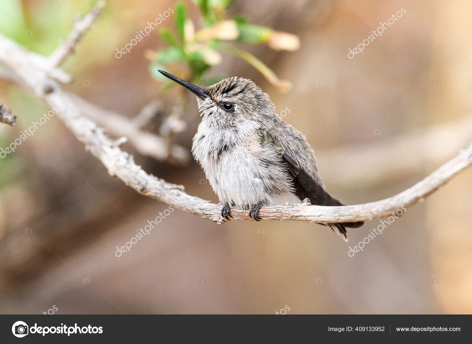 Sleeping Hummingbird