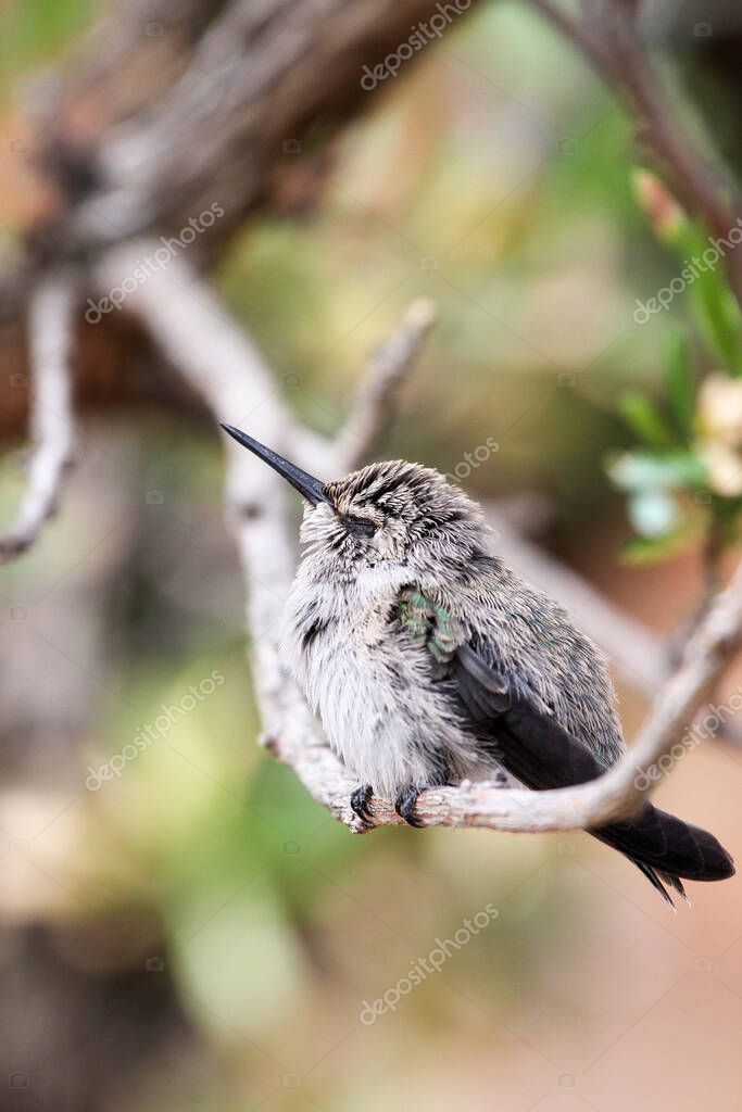 Colibrí dormido. Colibrí joven duerme posado en una rama de árbol con ...