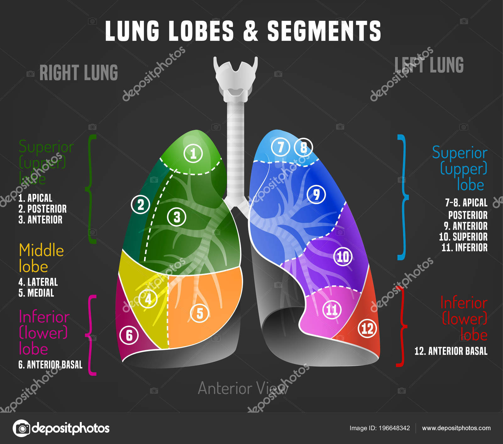 Tegning Av Menneskelige Lunger Ren Veiledning Til Teknisk Forskrift