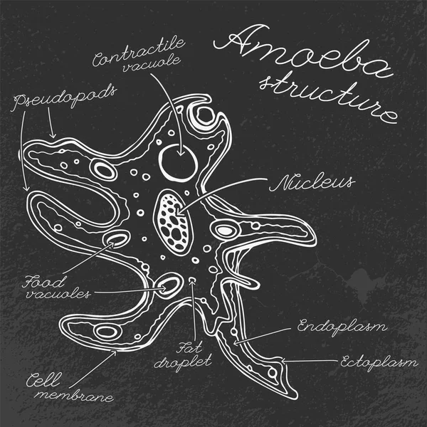 Amoeba Vector Images, Royalty-free Amoeba Vectors | Depositphotos®