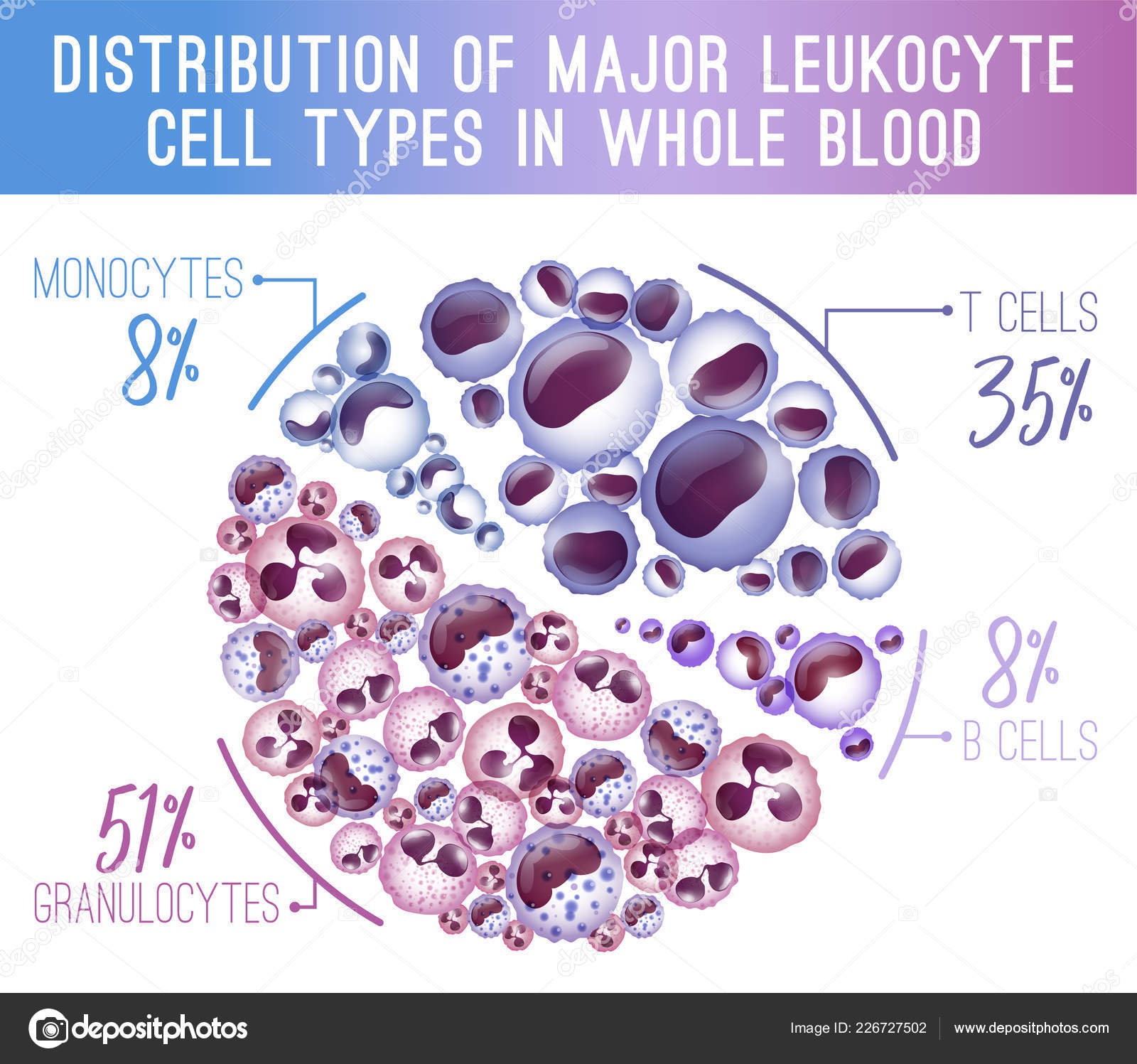 Régime des principaux types de leucocytes image vectorielle par annyart ...