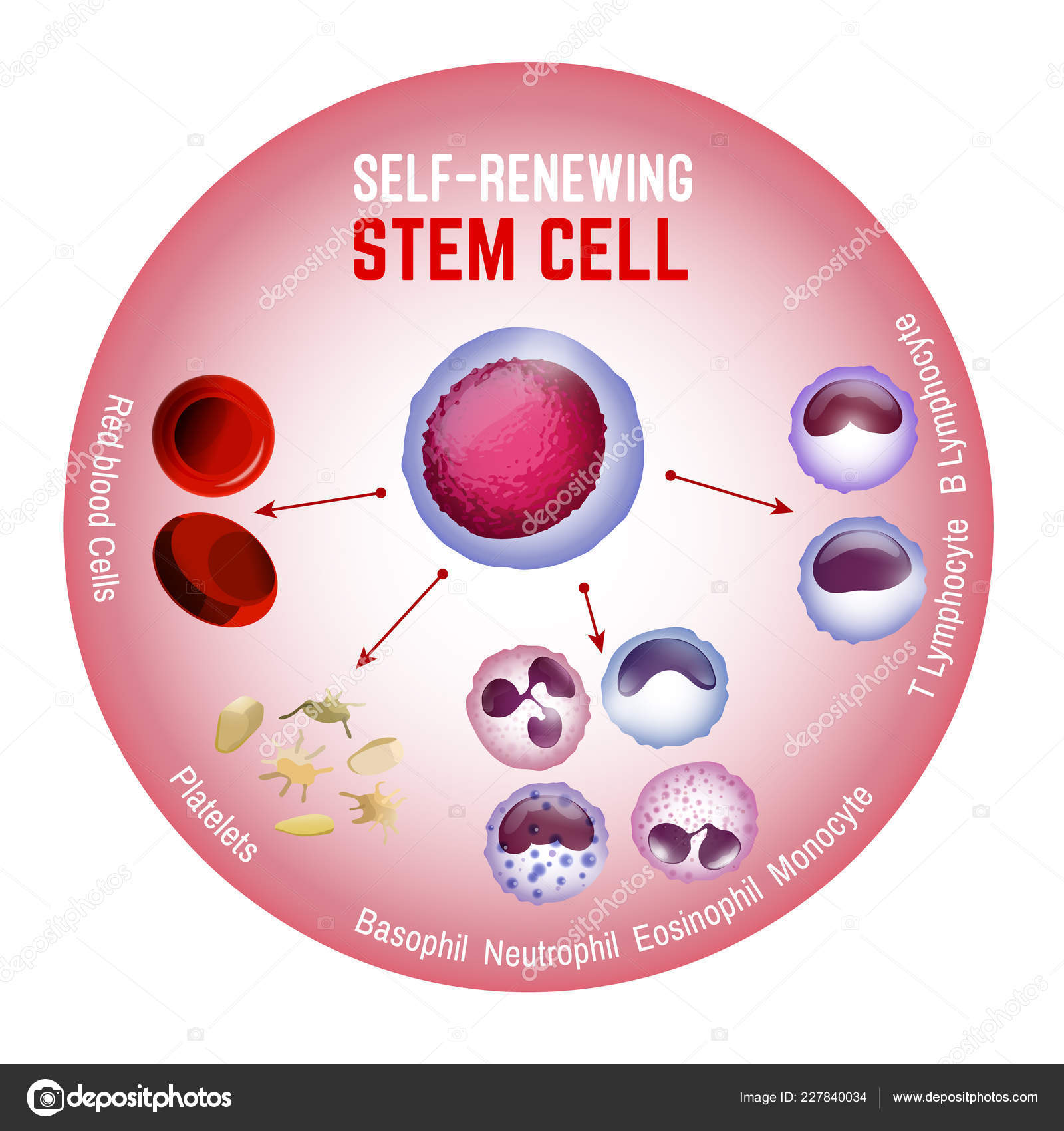 Self-renewing stem cell Stock Vector Image by ©annyart #227840034