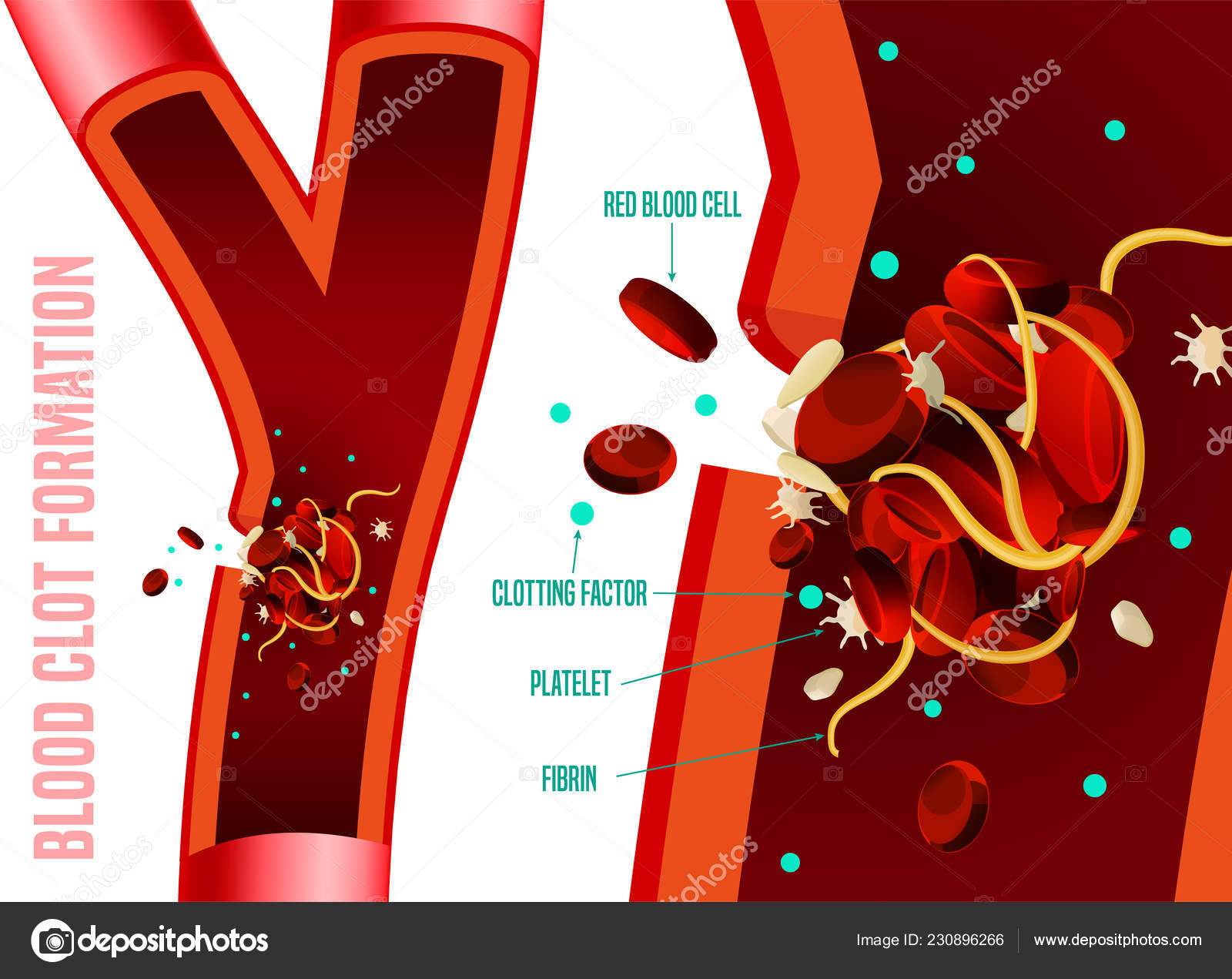 Blood clot formation — Stock Vector © annyart #230896266