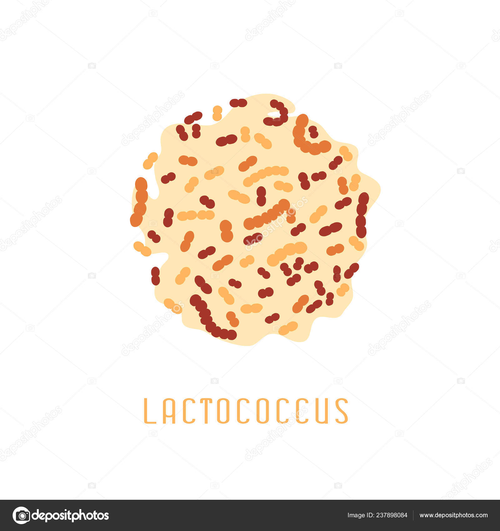 Lactobacillus acidophilus image Stock Vector Image by ©annyart #237898084