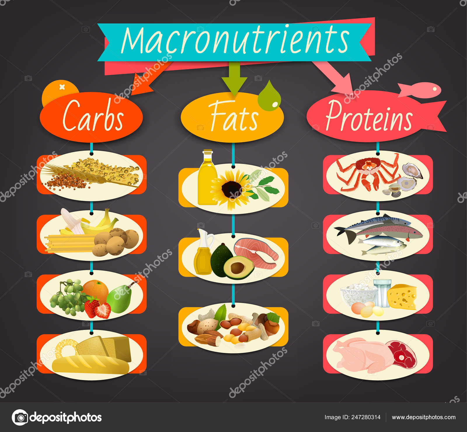 Macronutrients landscape poster Stock Vector Image by ©annyart #247280314