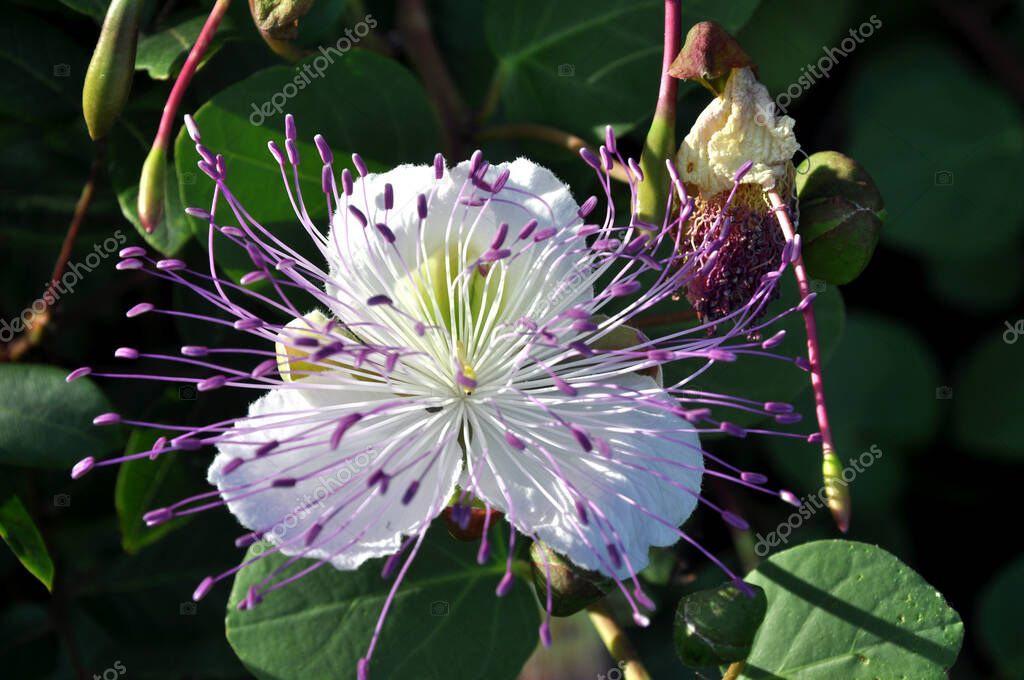 Capparis spinosa, tambi n llamada Flinders rose, es una planta perenne ...