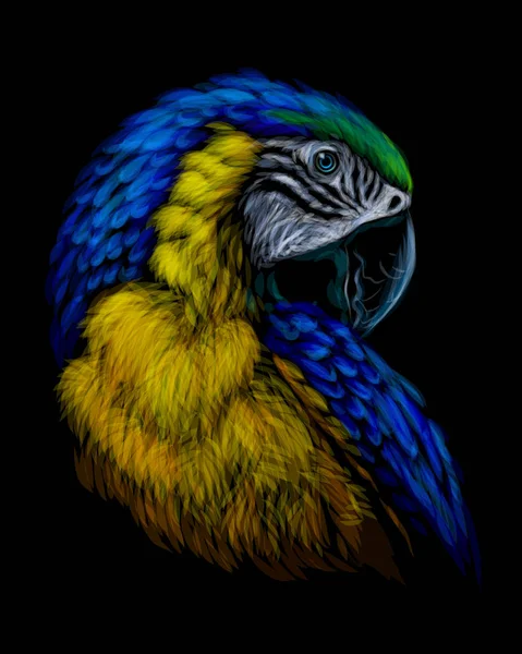 ᐈ Of macaws stock drawings, Royalty Free macaws vectors | download on ...