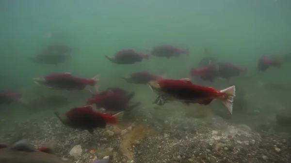 Fish mating Stock Photos, Royalty Free Fish mating Images | Depositphotos