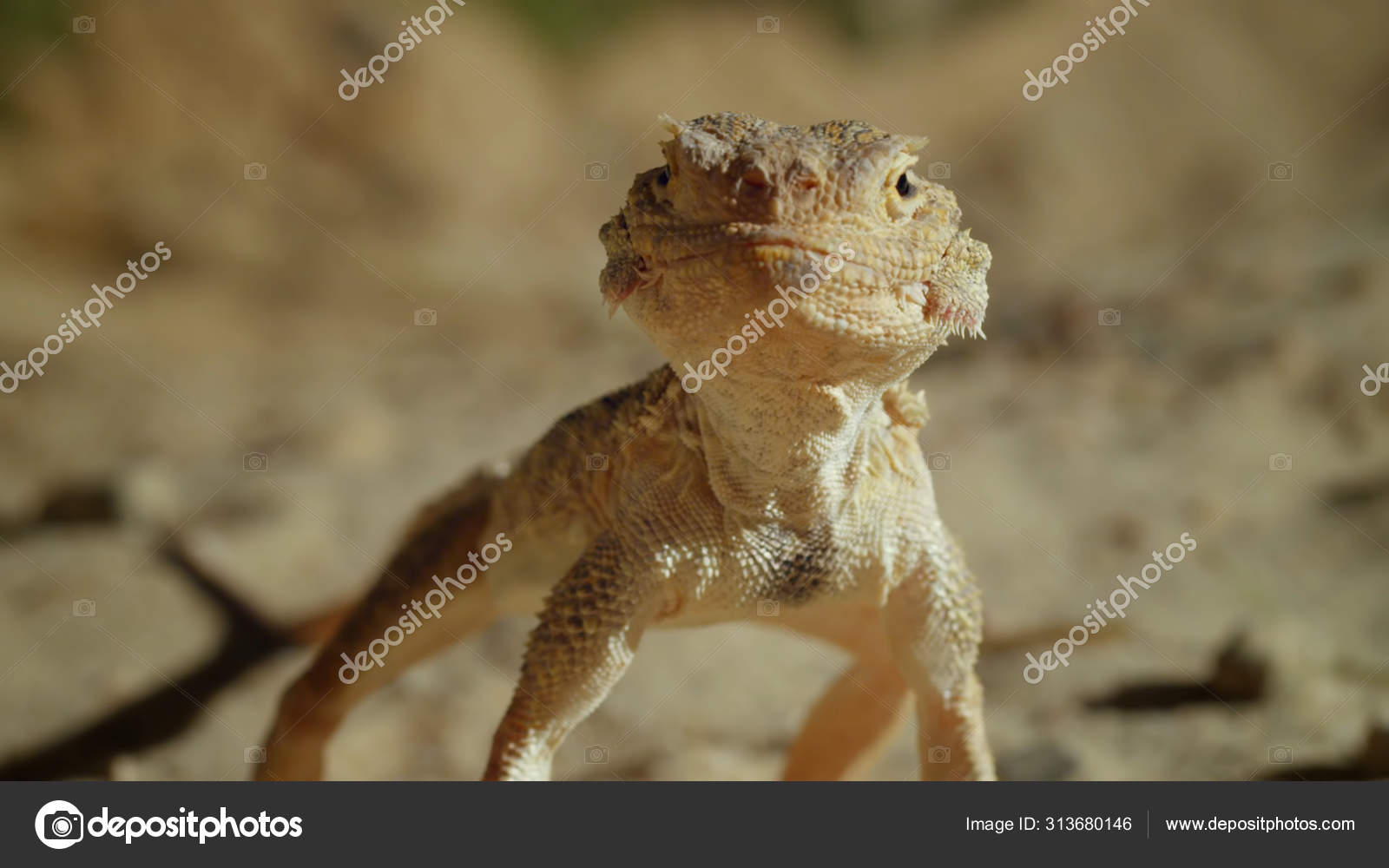 Traveling Russia Caspian Sea Area Lizard Rock — Stock Photo © demort007 ...