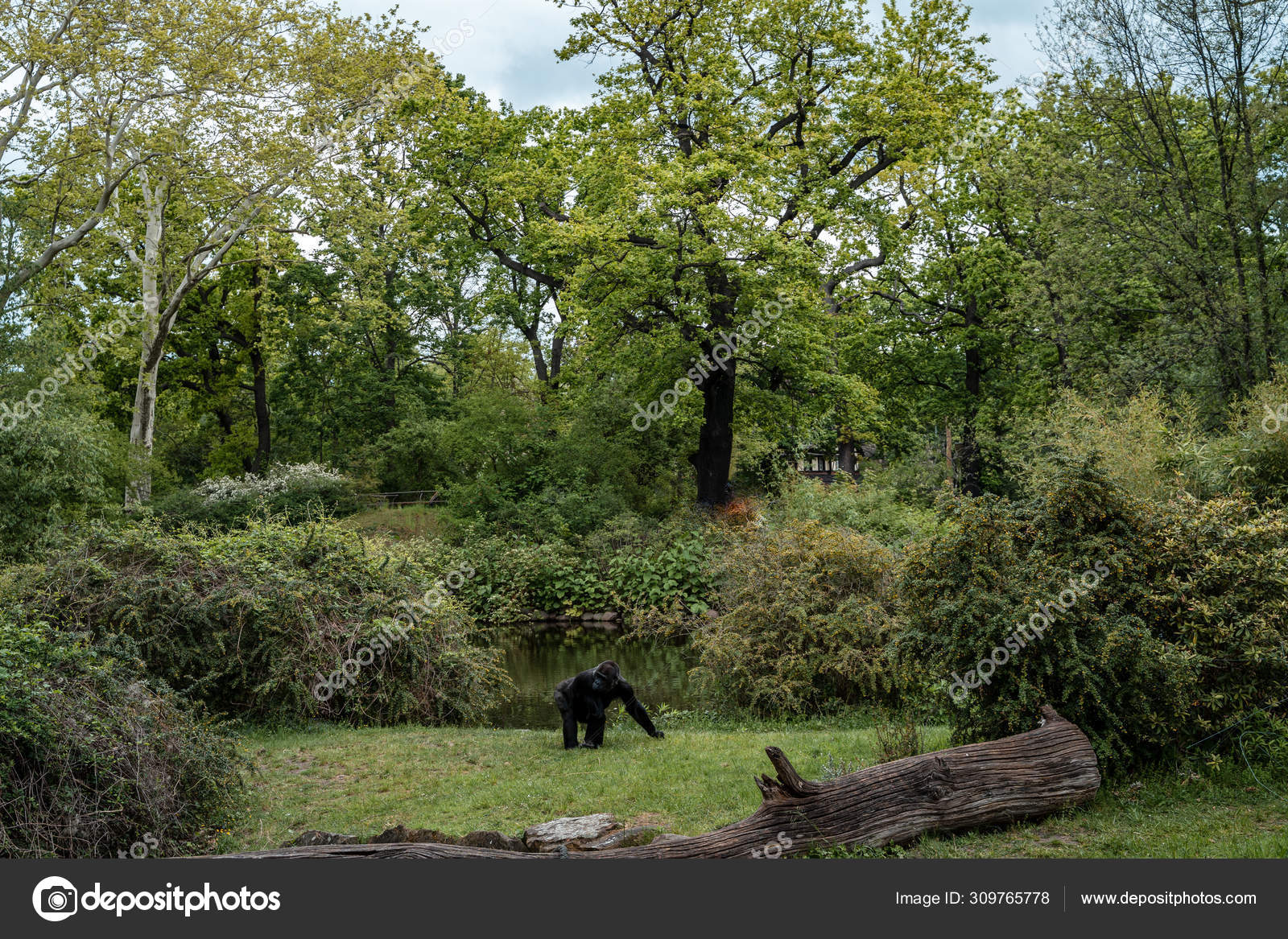 Gorilla Bushes Old Zoo Berlin Germany Europe Stock Photo by ...