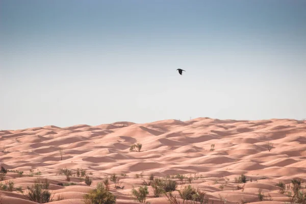 Flying Kites Desert — Stock Photo © Pazemin #391396424
