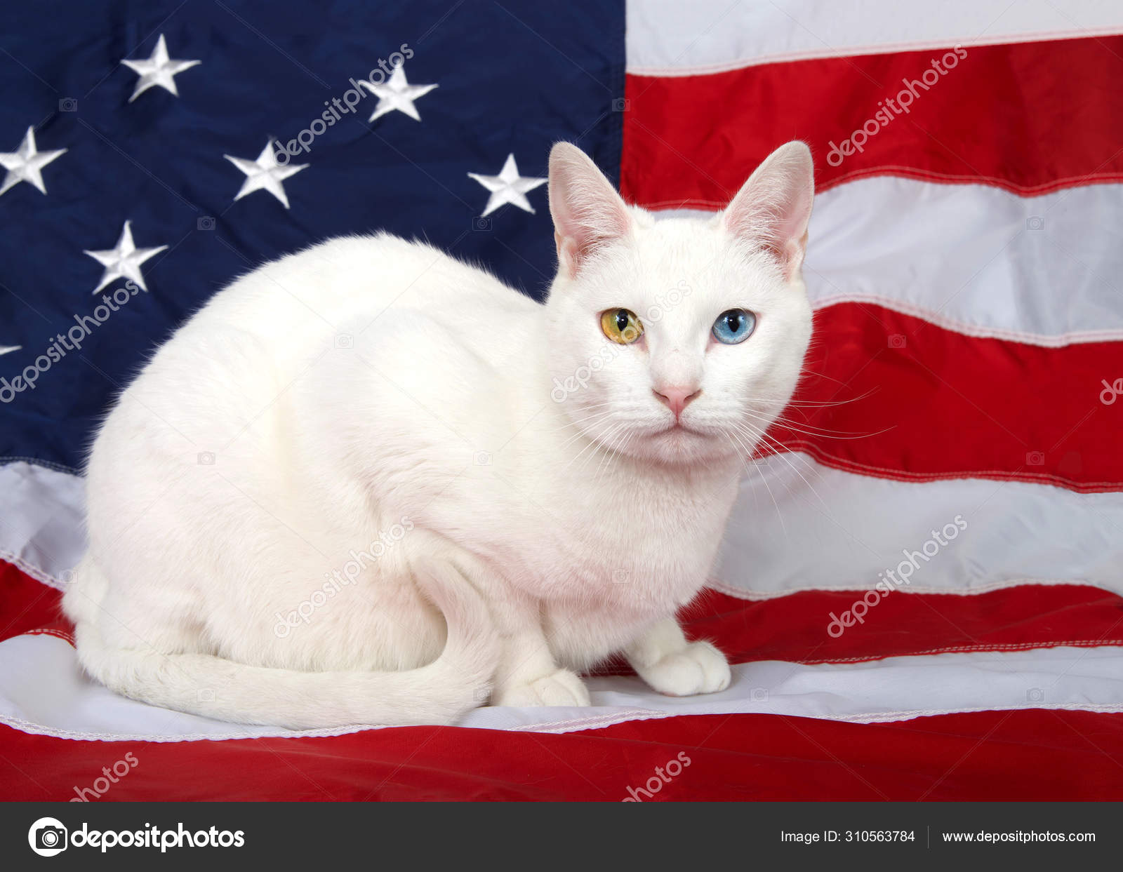 Cute Patriotic Animals