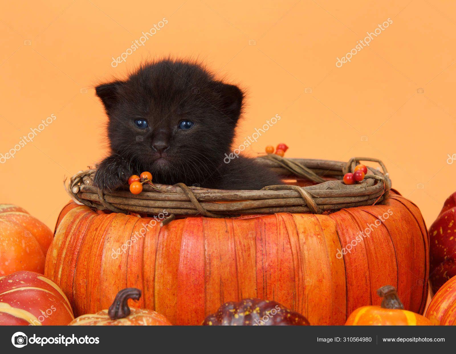 Pumpkin Kitten