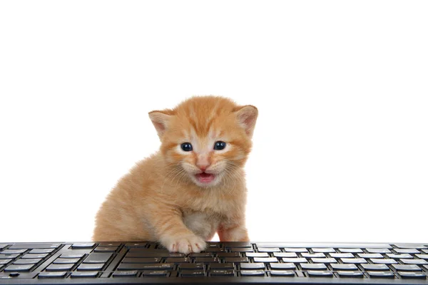 Kitten Typing