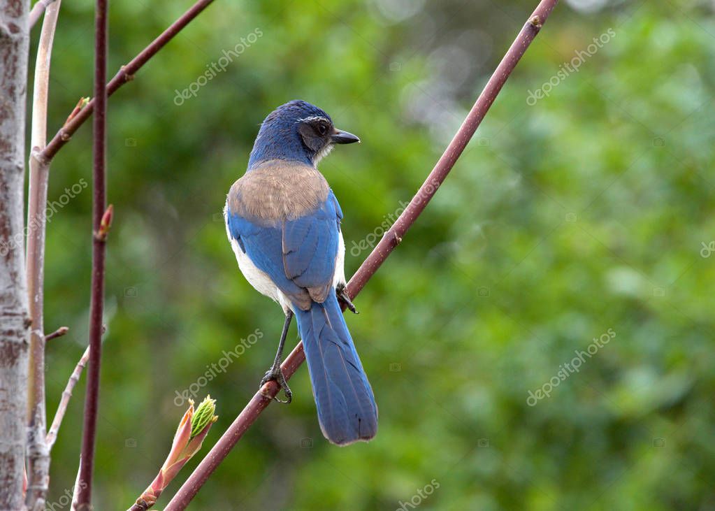 Perfil de un California Scrub Jay mirando hacia otro lado del ...