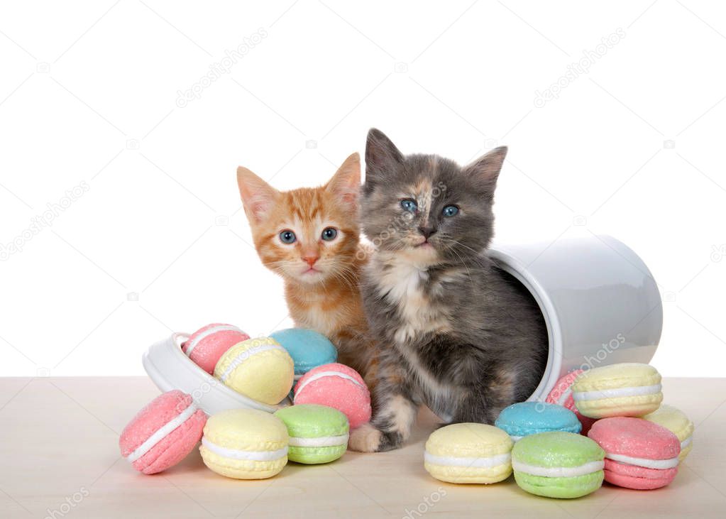 Gatito naranja tabby y calico diluido en una mesa de madera que sale del tarro de galletas ...