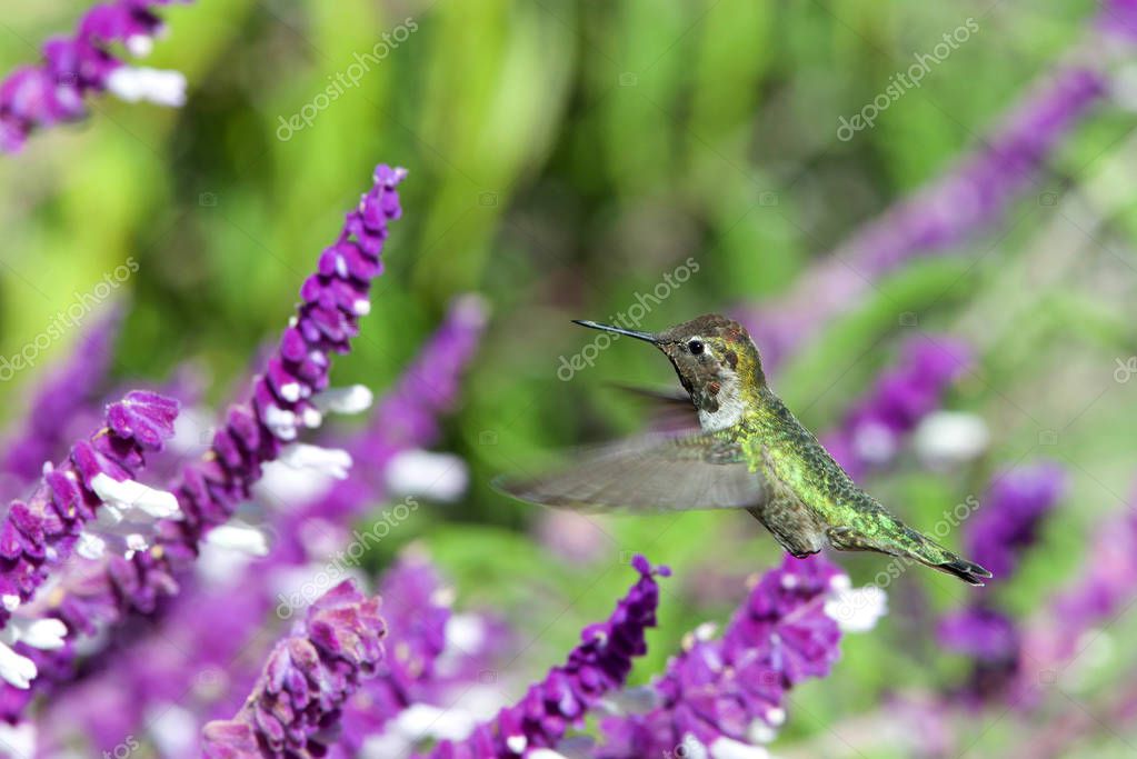 Un colibrí de garganta rubí en vuelo flotando en arbustos de flores de ...