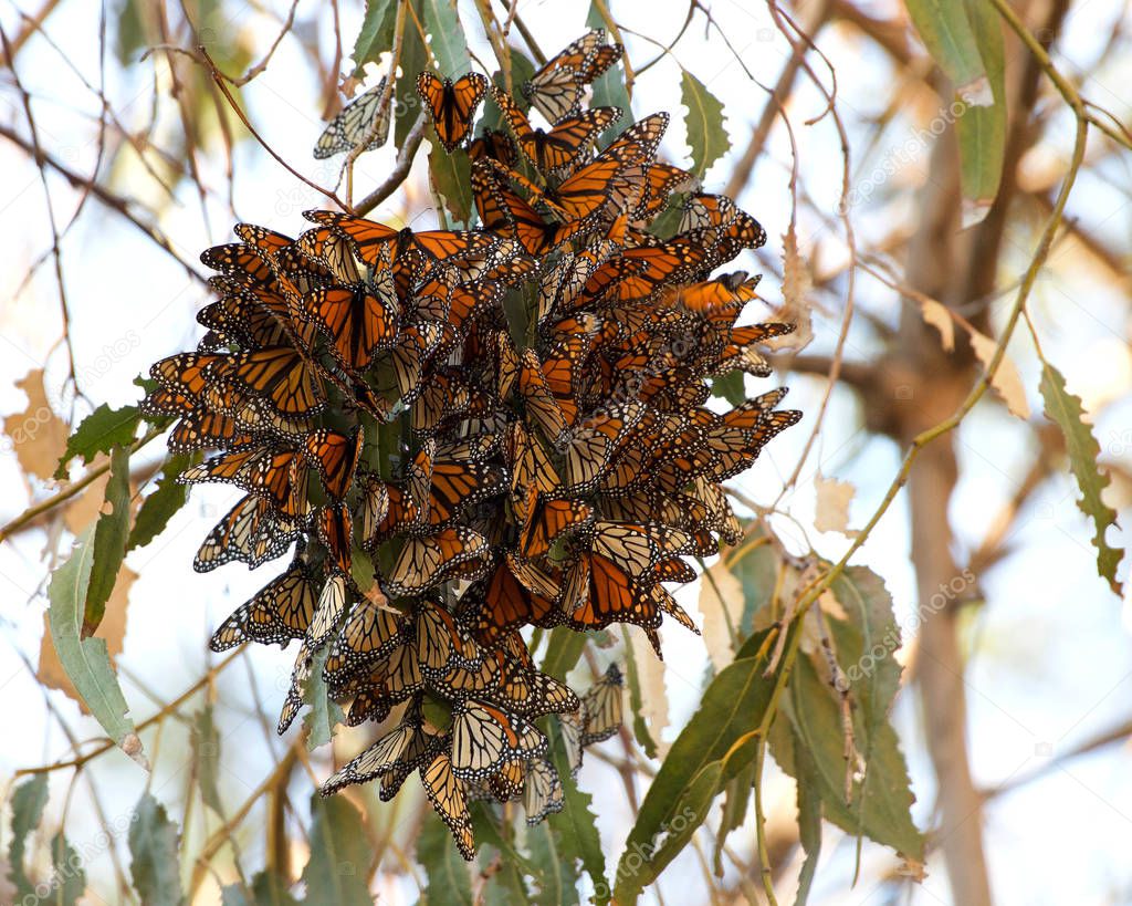 Mariposas monarca en un árbol de eucalipto, agrupándose para mantener ...