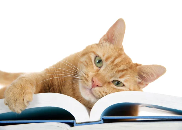 Cat reading Stock Photos, Royalty Free Cat reading Images | Depositphotos