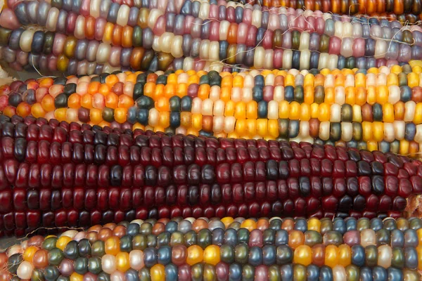Fotos de Indian corn, Imagens de Indian corn sem royalties | Depositphotos