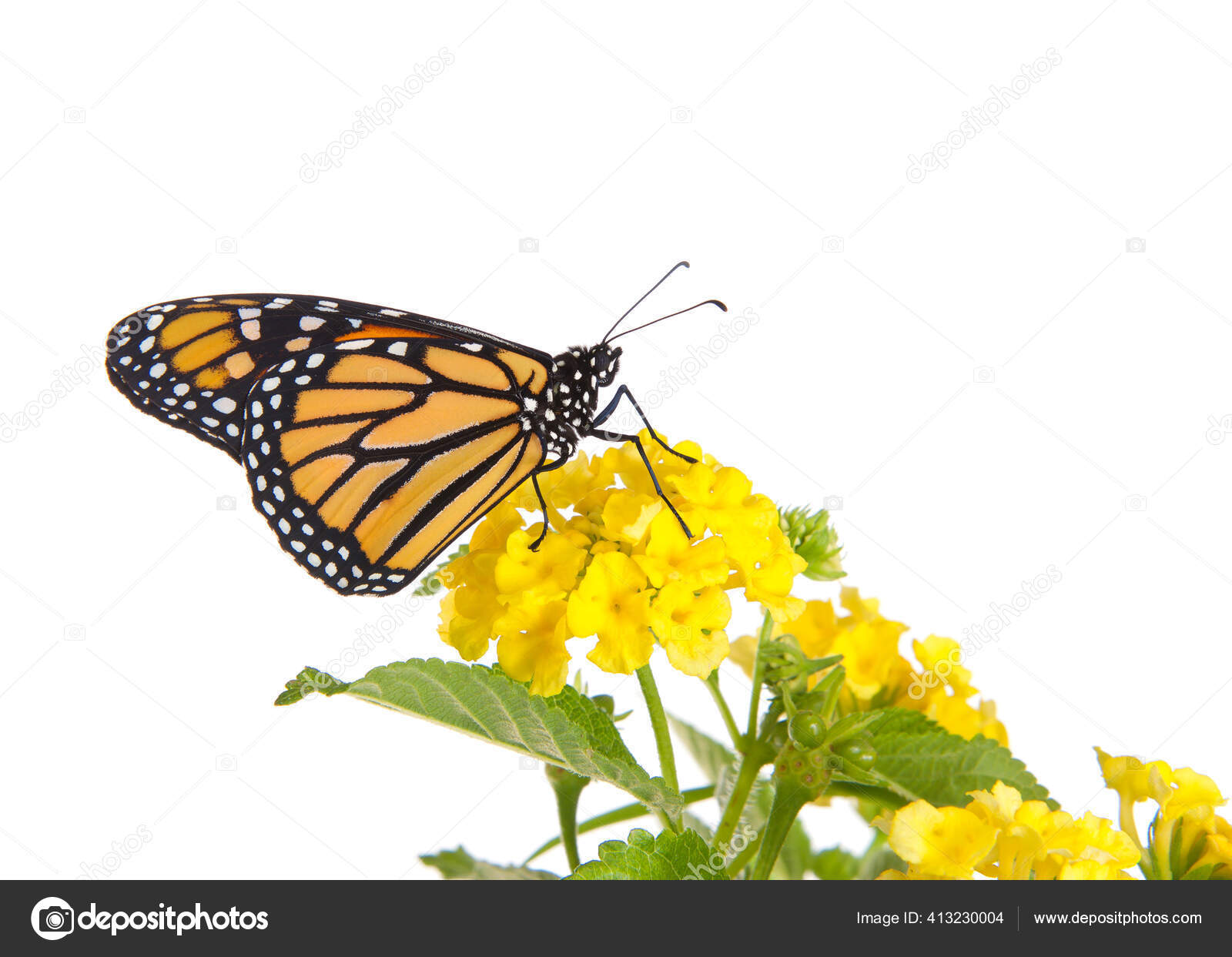 Close Monarch Butterfly Flores Lantana Amarelas Vista Perfil Isolado ...